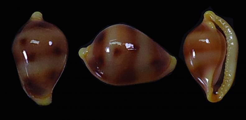 shellauction.net :: Diminovula stigma - 3586532