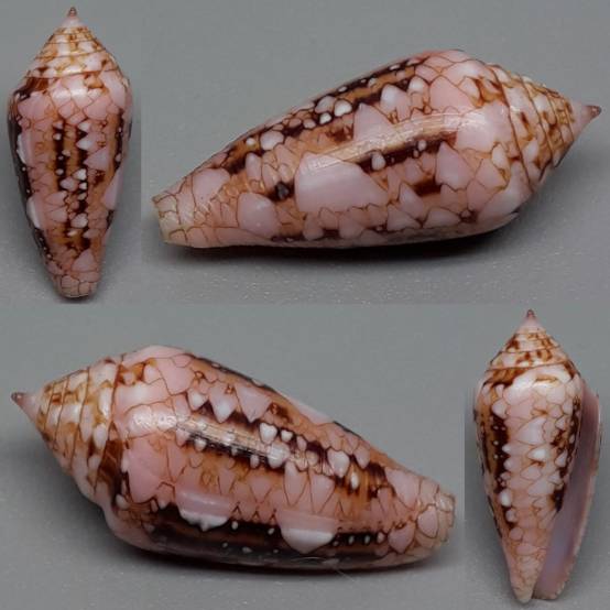 shellauction.net :: Conus legatus - 3586580