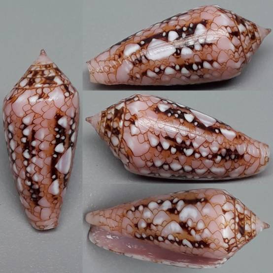 shellauction.net :: Conus legatus - 3586581