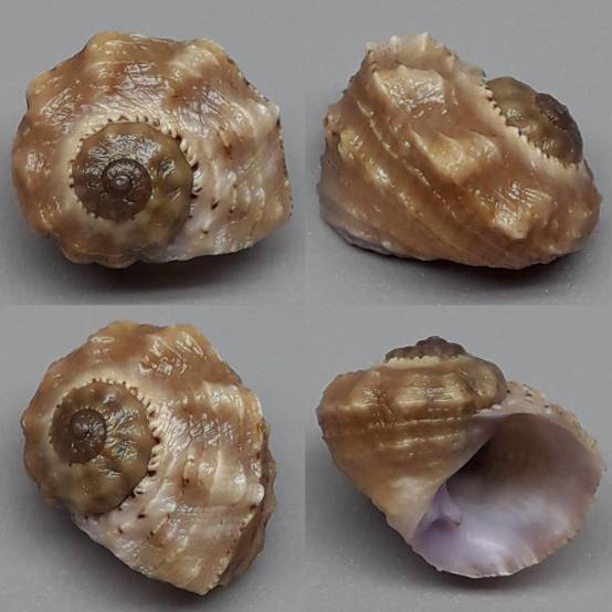 shellauction.net :: Modulus sp. - 3586596