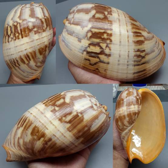 shellauction.net :: Melo amphora - 3586969