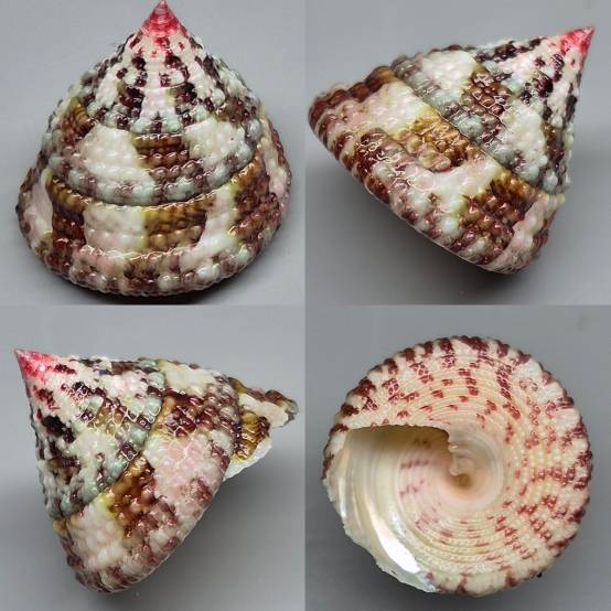 shellauction.net :: Tectus sp. - 3587123