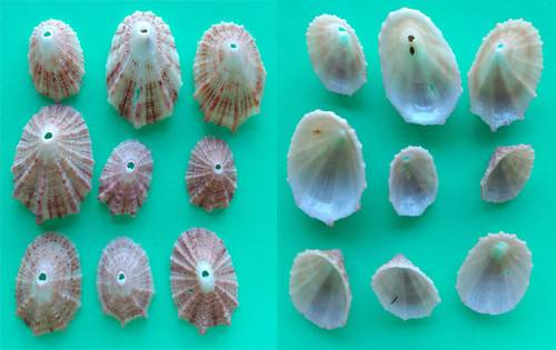 shellauction.net :: Diodora calyculata - 3587278