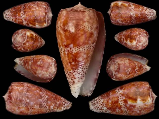 shellauction.net :: Conus adamsonii - 3587282