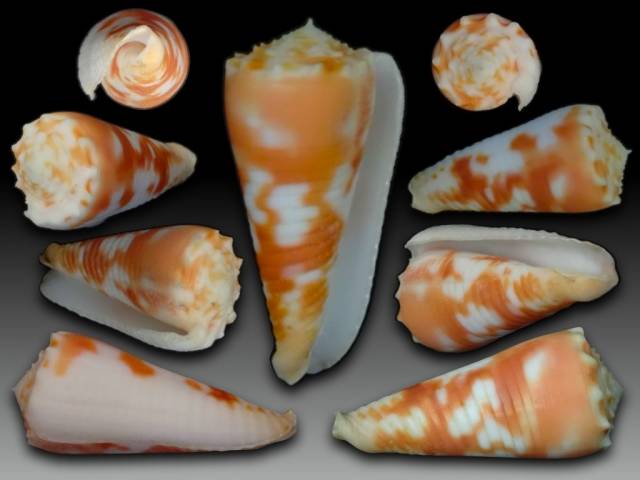 shellauction.net :: Conus merletti - 3587288