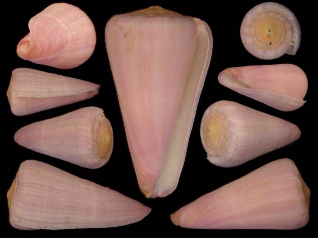 shellauction.net :: Virgiconus berdulinus - 3587292