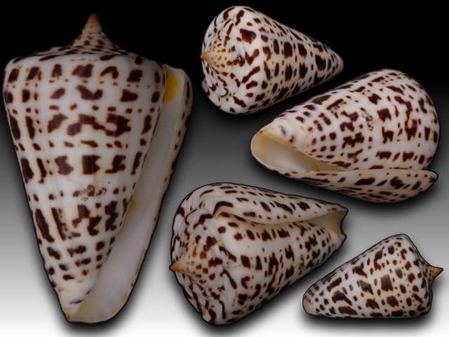 shellauction.net :: Lindaconus spurius baylei - 3587354