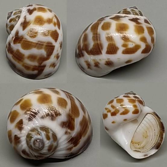 shellauction.net :: Natica sp. - 3587403