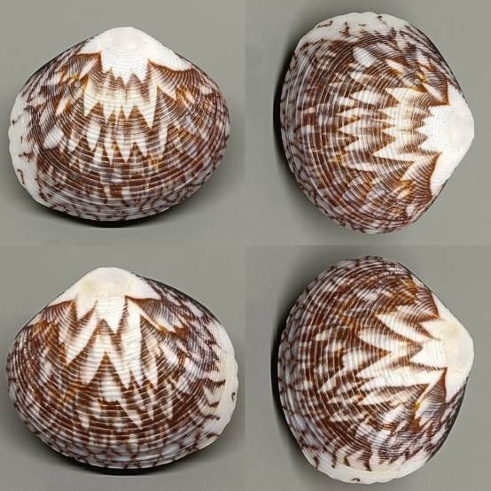 shellauction.net :: Circe scripta - 3587444