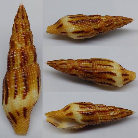 shellauction.net :: Nebularia incompta - 3587698