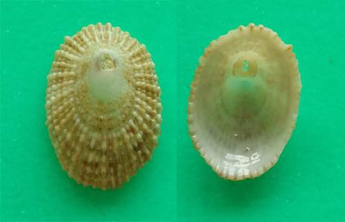 shellauction.net :: Diodora fuscocrenulata - 3587702