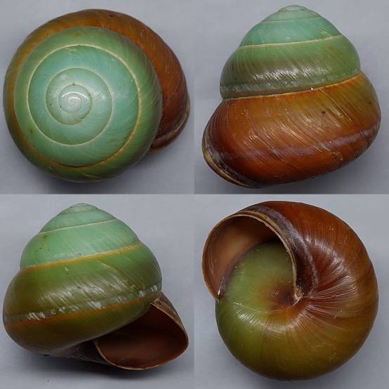 shellauction.net :: Asperitas bimaensis cochlostyloides - 3588139