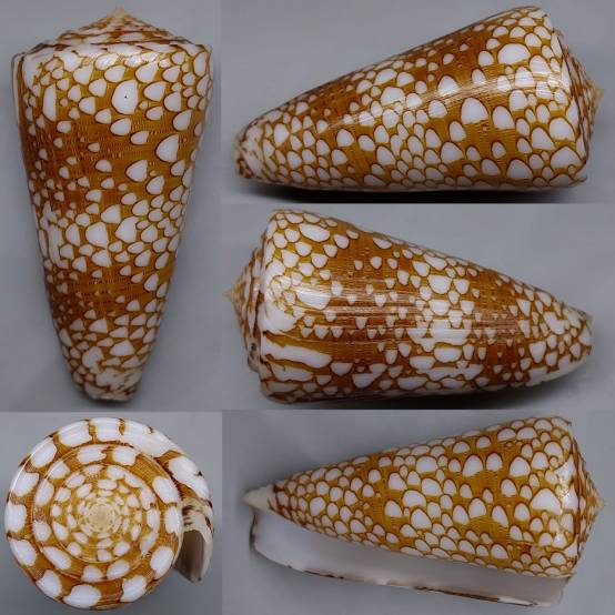 shellauction.net :: Conus nobilis - 3588380