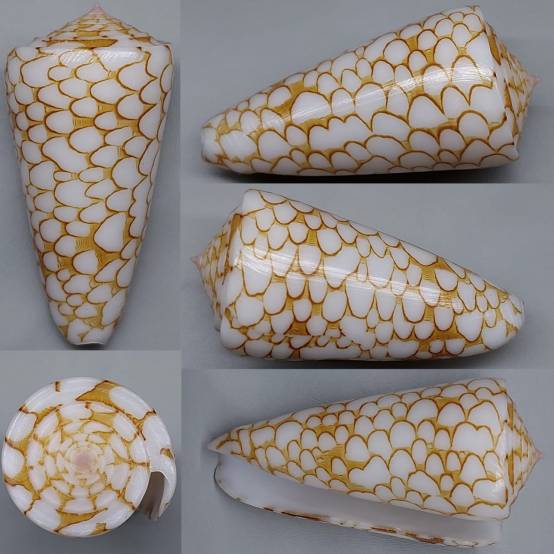 shellauction.net :: Conus nobilis - 3588386