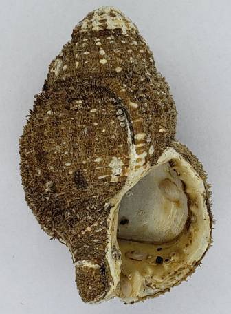 shellauction.net :: Crepidula sp. inside priene scabrum - 3588607