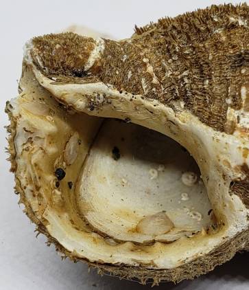 shellauction.net :: Crepidula sp. inside priene scabrum - 3588607