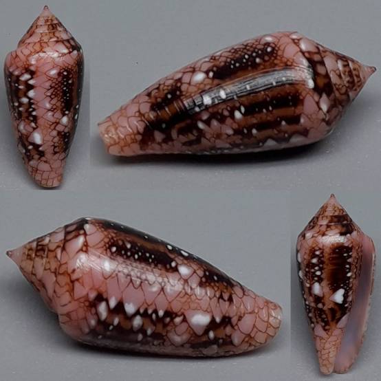 shellauction.net :: Conus legatus - 3588779