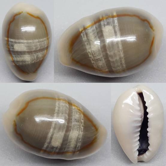 shellauction.net :: Monetaria annulus - 3588828