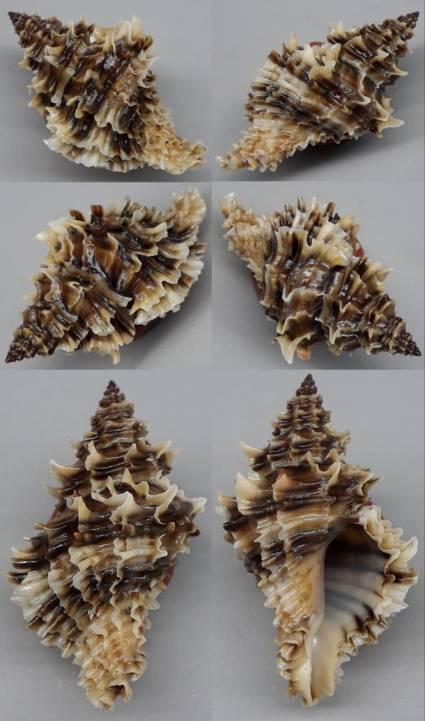 shellauction.net :: Lataxiena fimbriata - 3588916