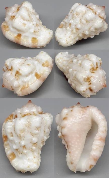 shellauction.net :: Morum exquisitum - 3588959