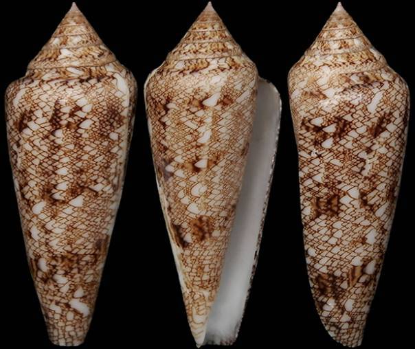 shellauction.net :: Conus gloriamaris - 3588976