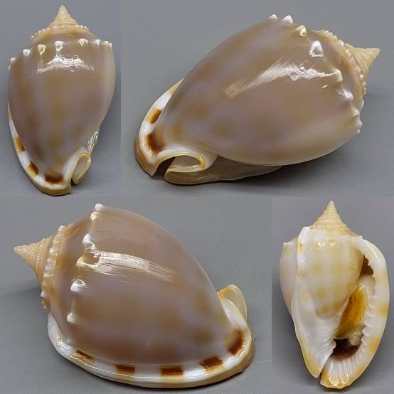 shellauction.net :: Phalium bandatum - 3589181