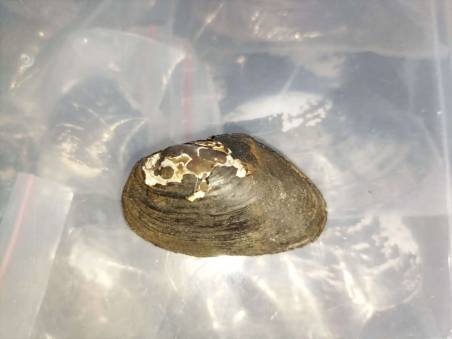 shellauction.net :: Pseudocuneopsis yangshuoensis - 3589226