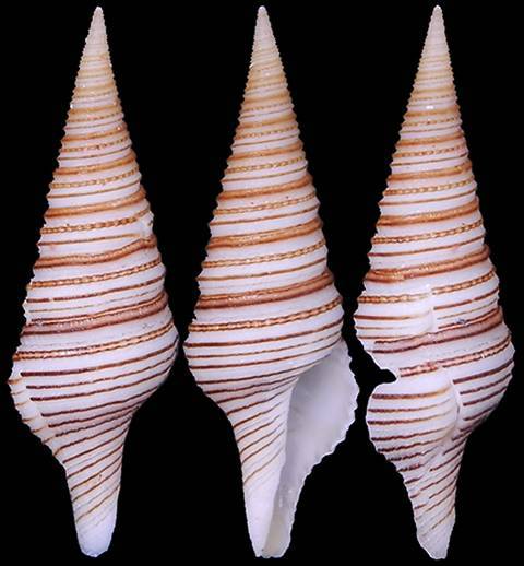 shellauction.net :: Gemmula lululimi - 3589232