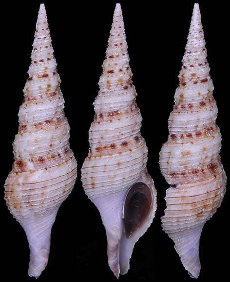 shellauction.net :: Turris nadaensis - 3589240