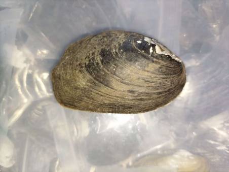 shellauction.net :: Lamprotula nanningensis - 3589258