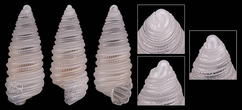 shellauction.net :: Cingulina isseli - 3589379