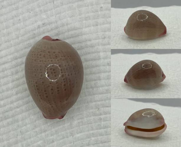 shellauction.net :: Austrocypraea reevei f. microsphaerica - 3589431