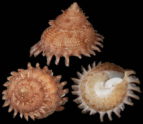 shellauction.net :: Bolma guttata - 3589439