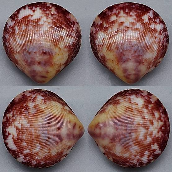 shellauction.net :: Lyrocardium lyratum - 3589675