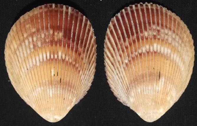 shellauction.net :: Vasticardium enode - 3590008