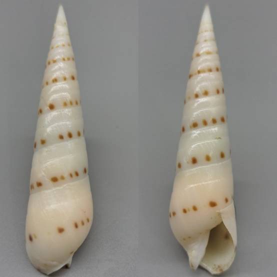 shellauction.net :: Terebra sp. - 3590155