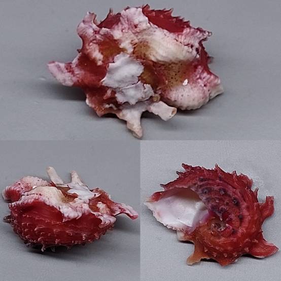 shellauction.net :: Angaria formosa - 3590158