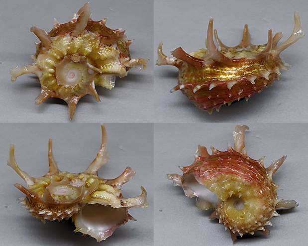 shellauction.net :: Angaria poppei - 3590185