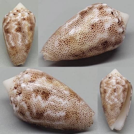 shellauction.net :: Conus arenatus - 3590265