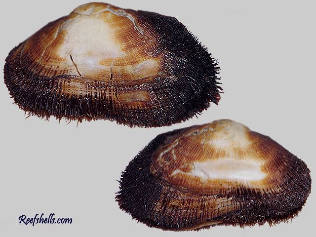 shellauction.net :: Barbatia barbata - 3590324