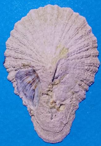 shellauction.net :: Scutellastra cochlear - 3590508