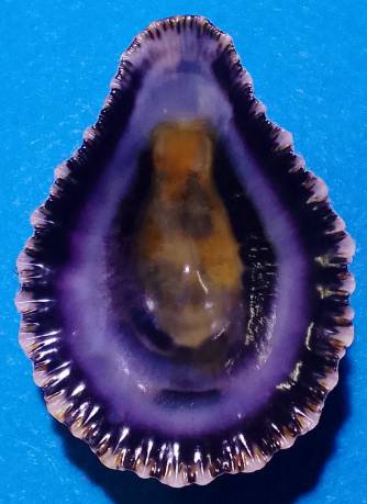 shellauction.net :: Scutellastra cochlear - 3590508