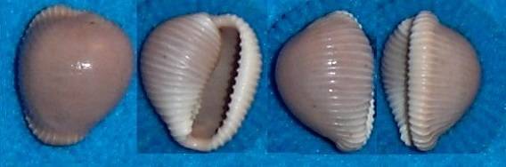 shellauction.net :: Triviella aperta - 3590547