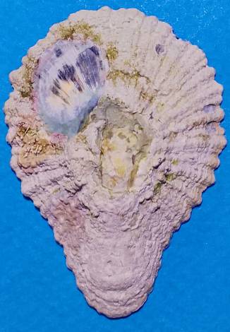 shellauction.net :: Scutellastra cochlear - 3590628