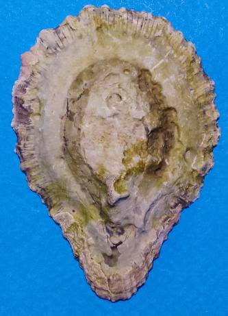 shellauction.net :: Scutellastra cochlear - 3590636