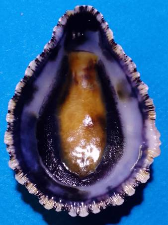 shellauction.net :: Scutellastra cochlear - 3590641