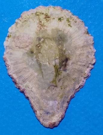 shellauction.net :: Scutellastra cochlear - 3590643