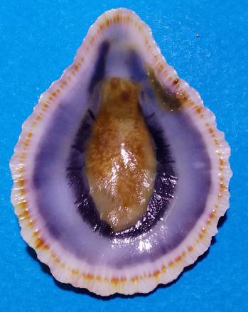 shellauction.net :: Scutellastra cochlear - 3590643