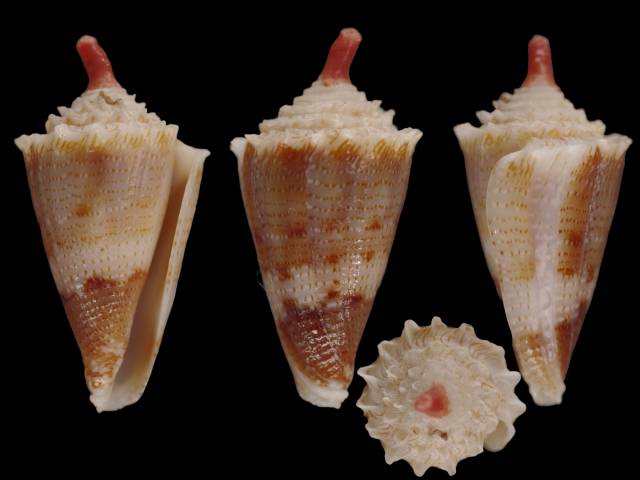 shellauction.net :: Conus chiangi - 3590644