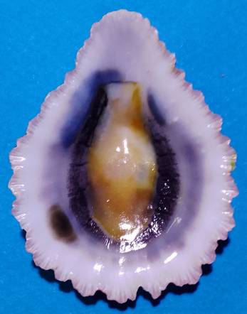 shellauction.net :: Scutellastra cochlear - 3590646